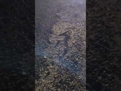 nope rope! #rattlesnake #desert #sidewinder #arizona #snake