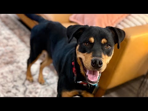 Dog for adoption - Miss Yoshi Star the Ultimate Lover Girl, a ...