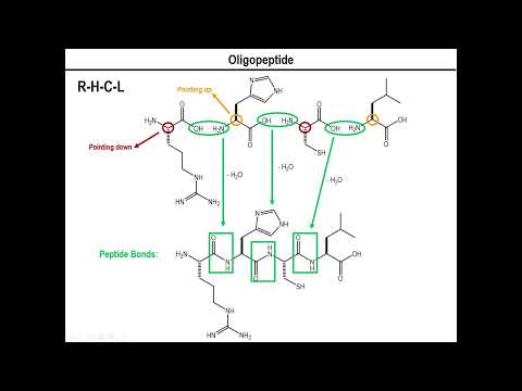 Lec11 - Oligopeptides