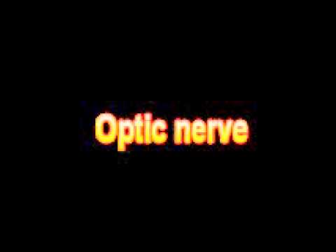What Is The Definition Of Optic nerve