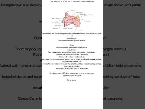 Short notes on Nasopharynx /Epipharynx @bodycapsule9