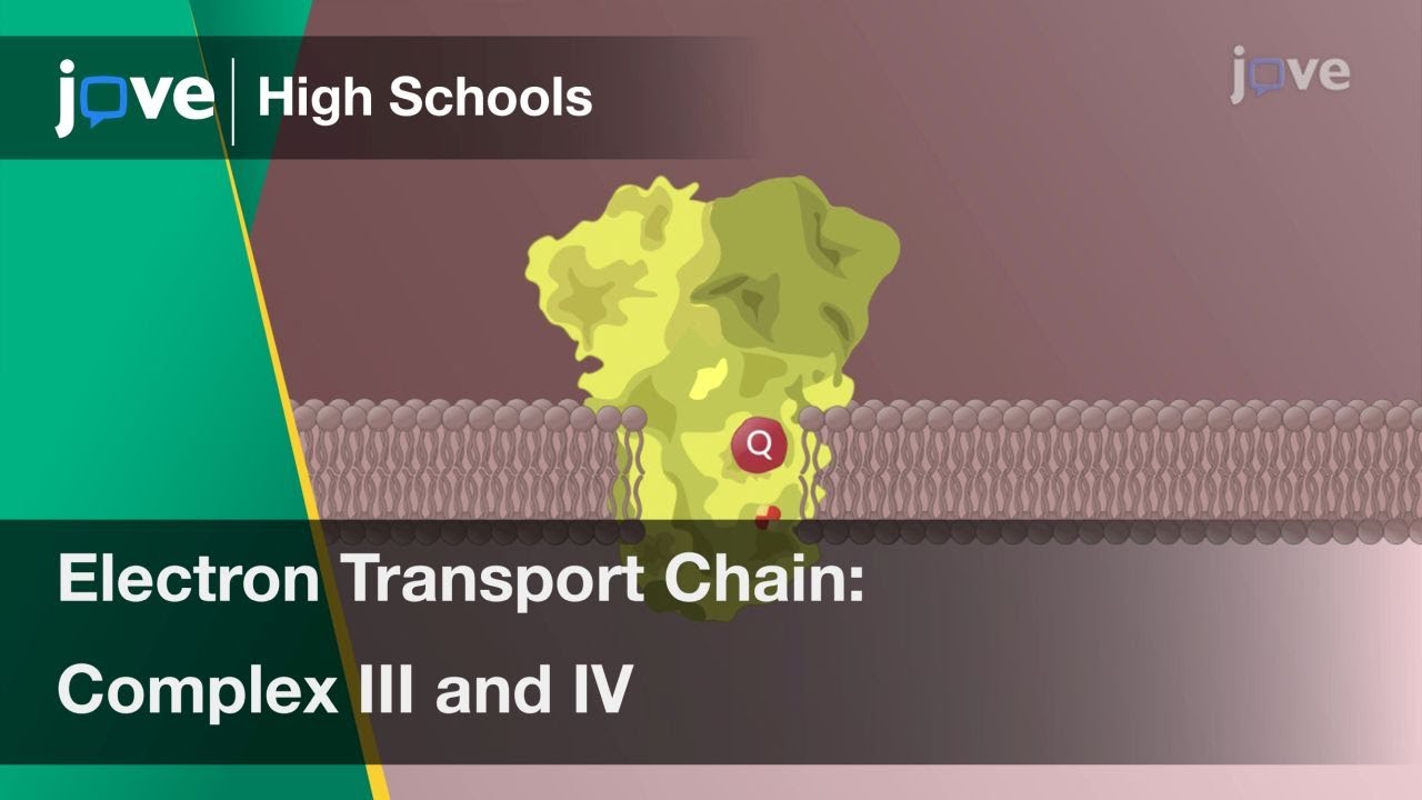 Electron Transport Chain: Complex III and IV | Cell Bio | Video Textbooks - Preview