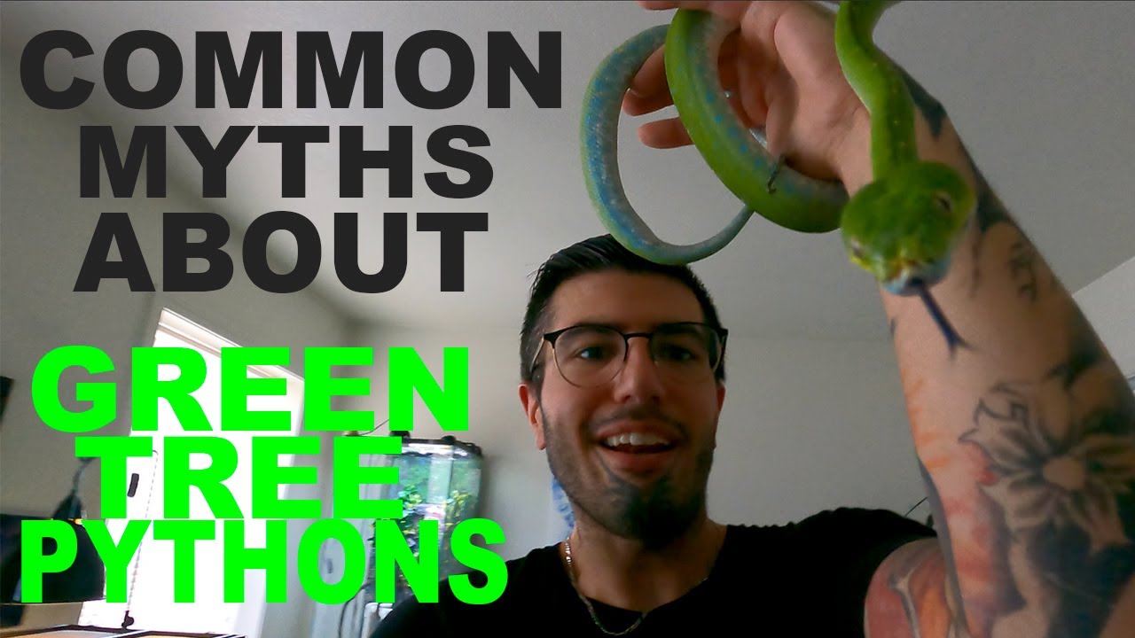Common MYTHS about Green Tree Pythons!