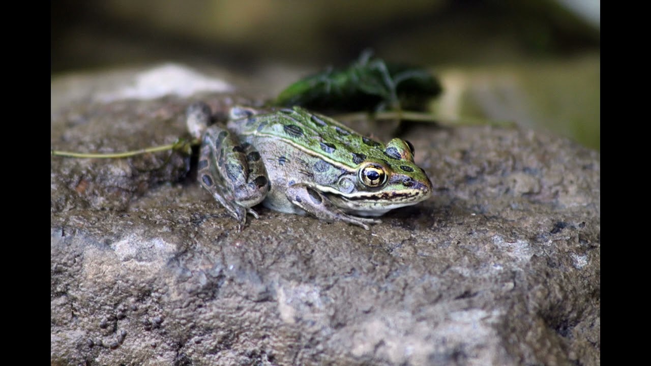 10 Fascinating Facts About the Northern Leopard Frog
