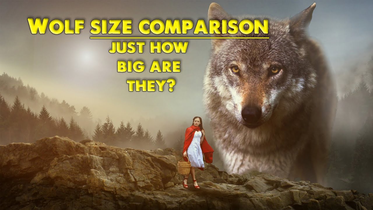 Wolf Size Comparison: Just How Big are They?