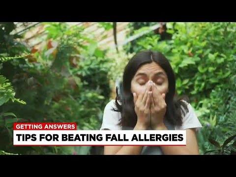 Immunology expert discusses fall allergen forecast
