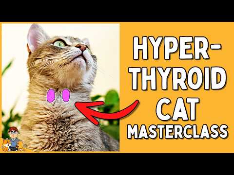Hyperthyroid cats: EVERYTHING you need to know (symptoms, treatment, prognosis)