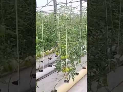 Soilless Tomato Cultivation || Promising approach to achieve Food Security