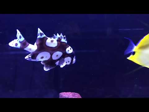 Beyond The Reef, Schaumburg, IL - reef store visit