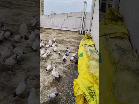 pigeons #pigeon #kabootar #pigeonloft #shorts #shortsvrial #shortvideo #shortsvideo #1ksubscribers