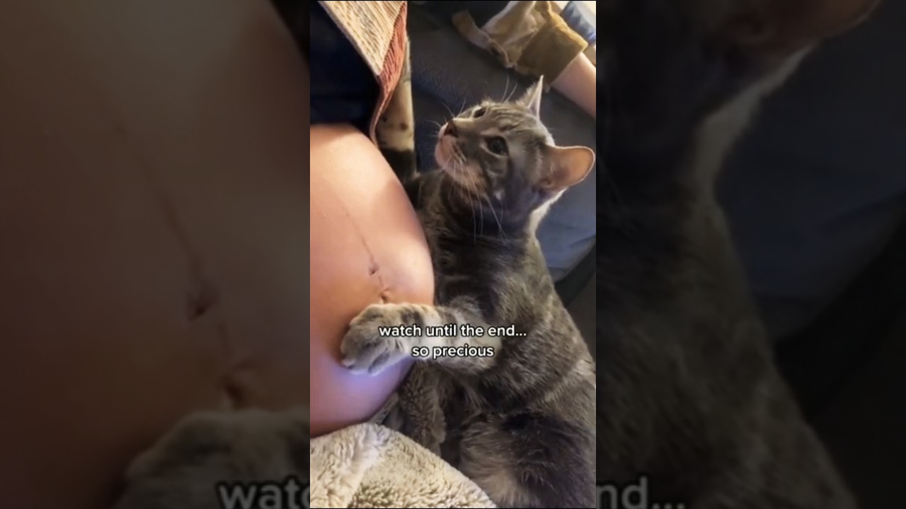 Cats React to Pregnant Women's Bellies!🐱😻 #catlovers #shorts