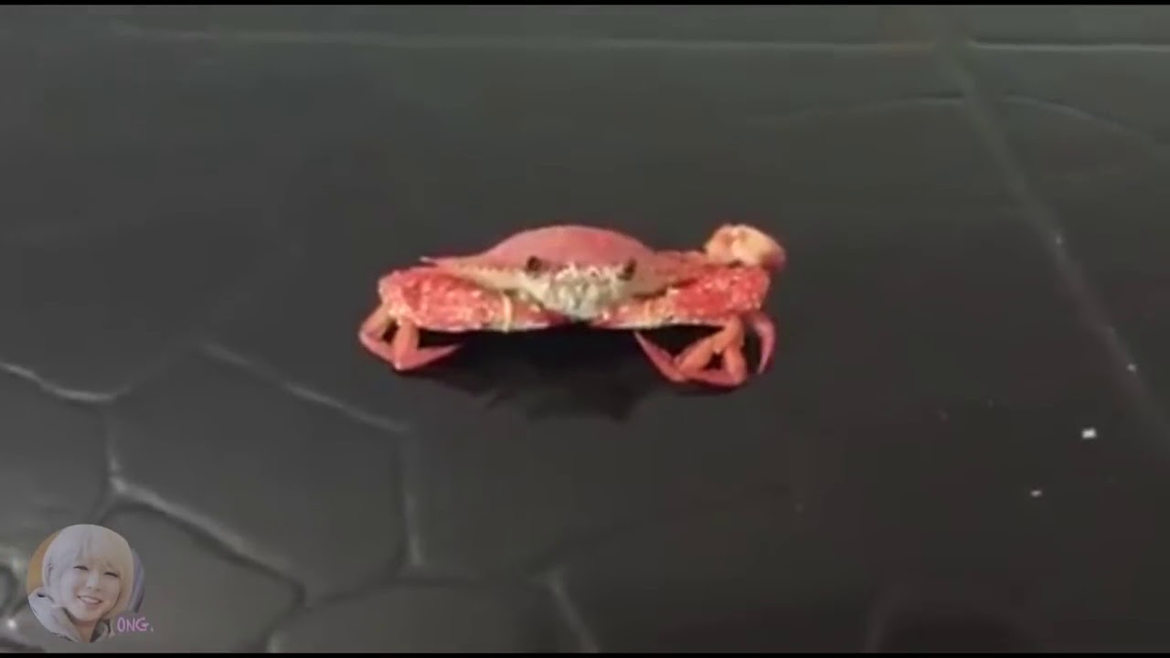 Oh yeah mr.krabs AHHH