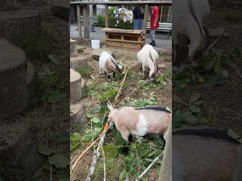 Goats on the roof… (but mostly in the fields ☺️) #coombs