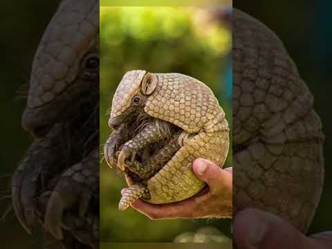 Armadillos have four babies at a time and are all of the same sex. #armadillo #armadillos #facts