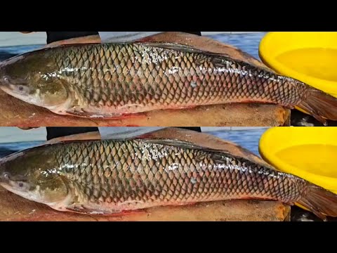 big kavery rahu fish cutting!! sagar fish world hoodi Bangalore