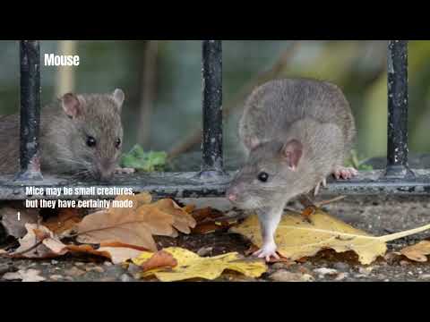 Animals With 5 Letters in Their Names Awesome and Amazing Animals