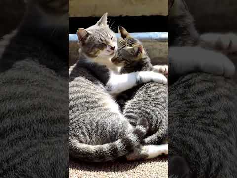 She Hated the New Kitten… Until One Night ???????? #catshorts