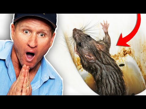 RATS COMING IN THROUGH THE PLUMBING SYSTEM! How to protect your home ...