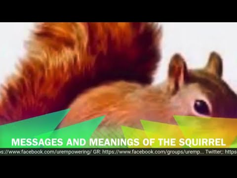 The Squirrel, Message, Symbol and Meanings Divine Animal Interactive