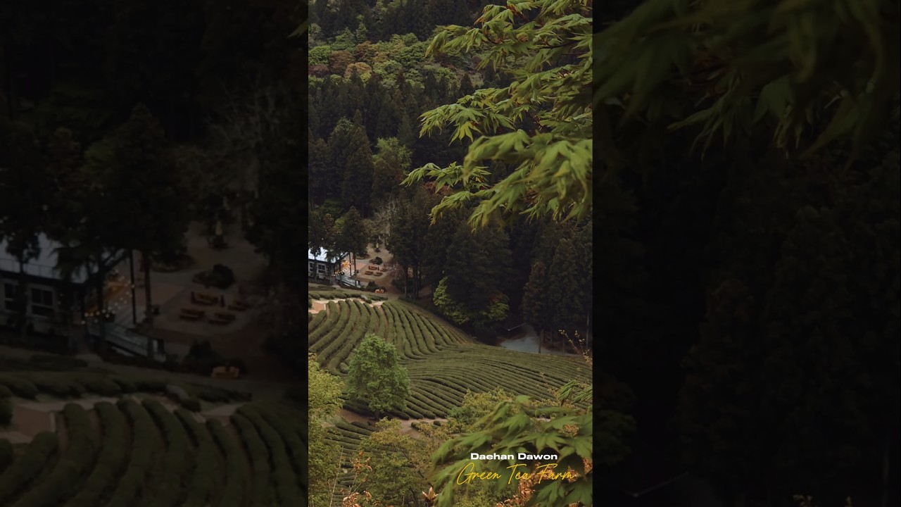 Better than Osulloc in Jeju?🌱 Daehan Dawon Green Tea Farm 763-43, Nokcha-ro, Boseong-eup, Boseong...