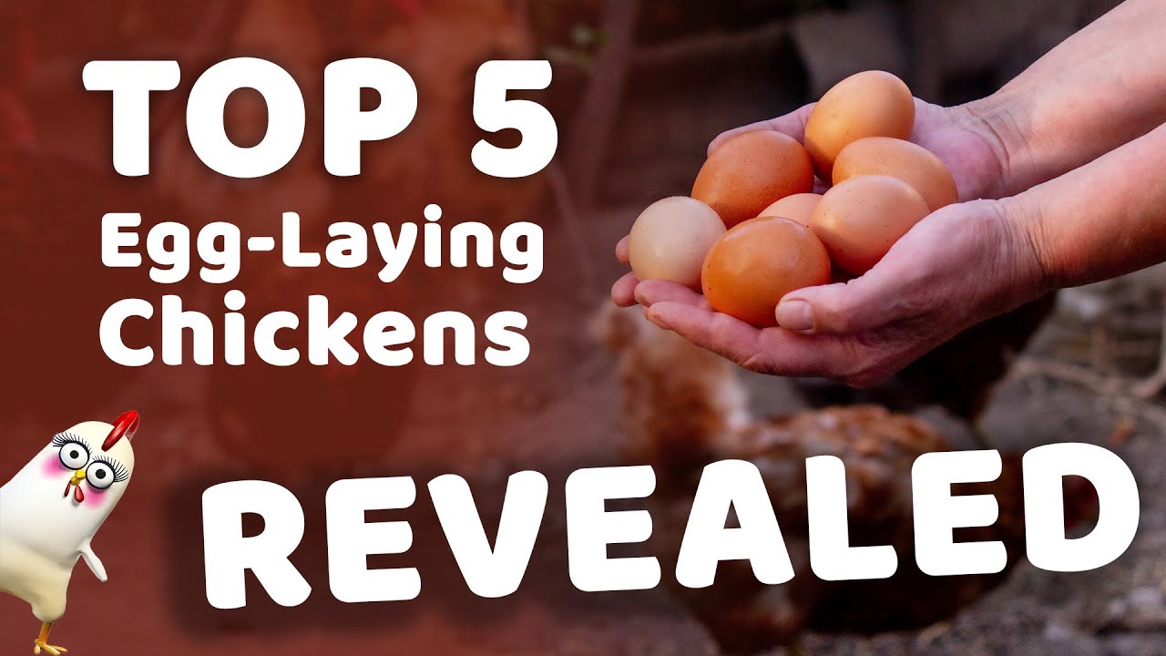 5 Best Egg Laying Chickens REVEALED | The Hen House Collection