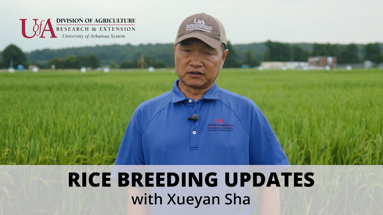 Arkansas Rice Breeding Updates - 2023