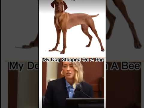 My dog stepped on a bee… #shorts #memes