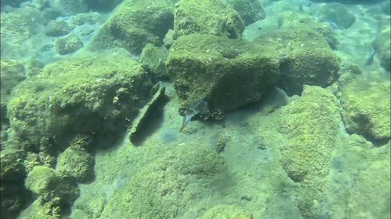 Caribbean reef squid in Dominica