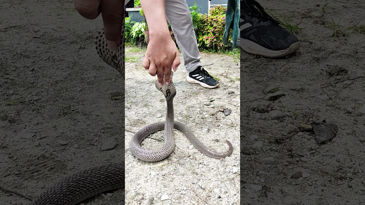 Snake Handling Dangerous #dev_snake_rescue #shorts