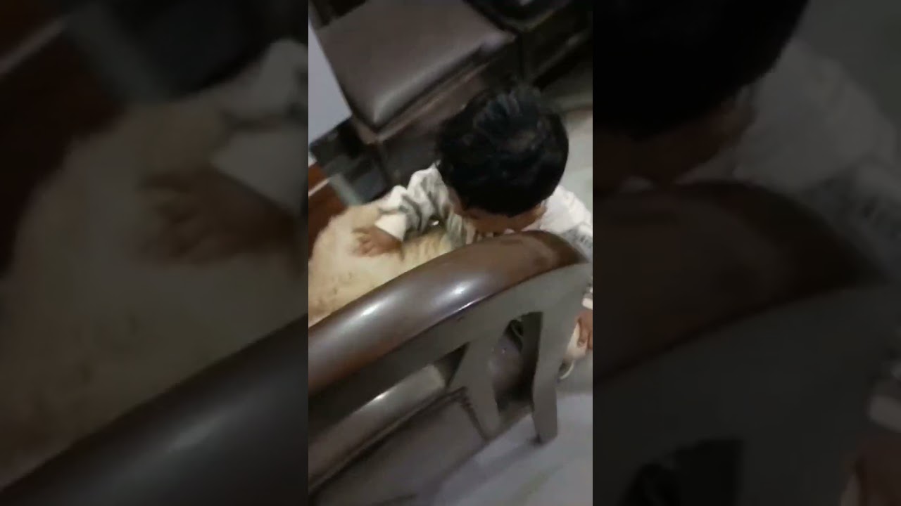 Meow meow 😻 ❤️🐈 #nurseryrhymes #azlanmalik #dingdongbells #trendingshorts #meowmeowbillikarti