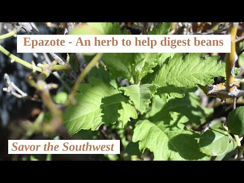 Pre-digest Beans with This Herb - Epazote