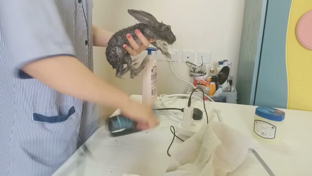 BABY BUNNY FIRST BATH |SAUDI ARABIA#animallover #bunnylovers