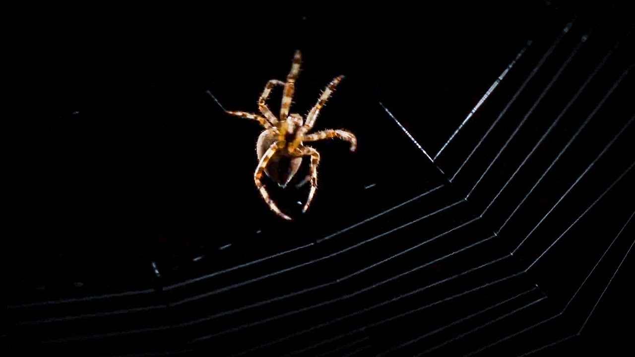Spider Web Building Time-lapse | BBC Earth