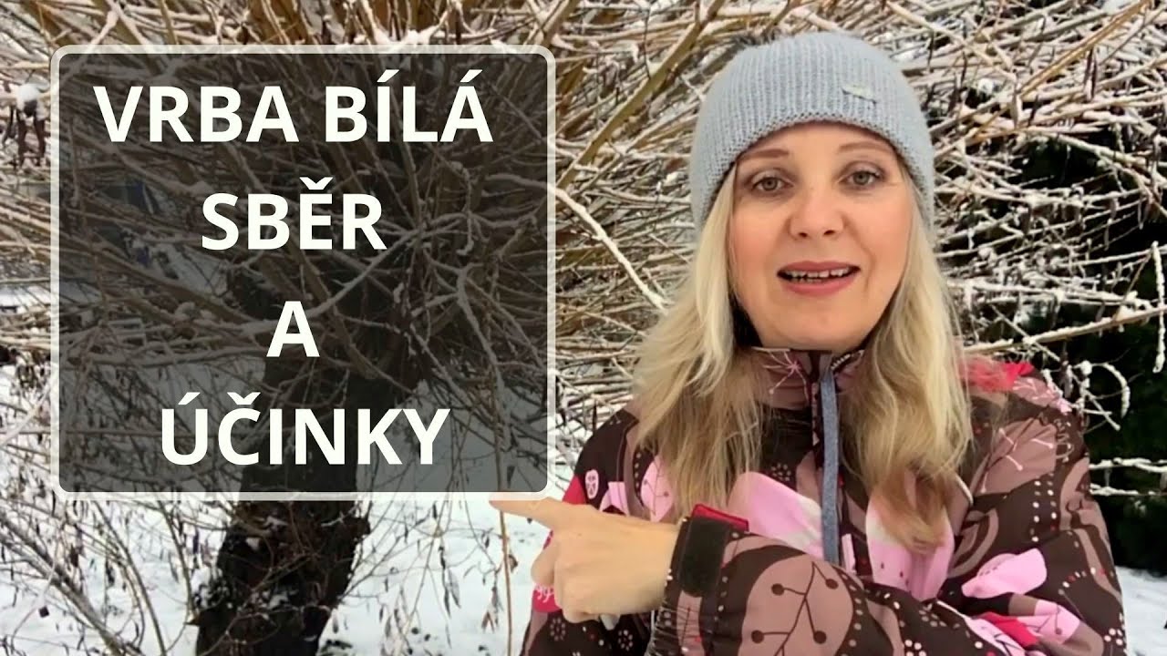 Vrba bílá a její účinky