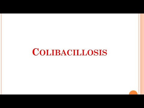 😻 What is E coli colibacillosis in cats? - CatVisitor.com