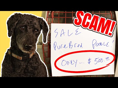 WARNING: Dog Scammers – How to Avoid Puppy Fraud