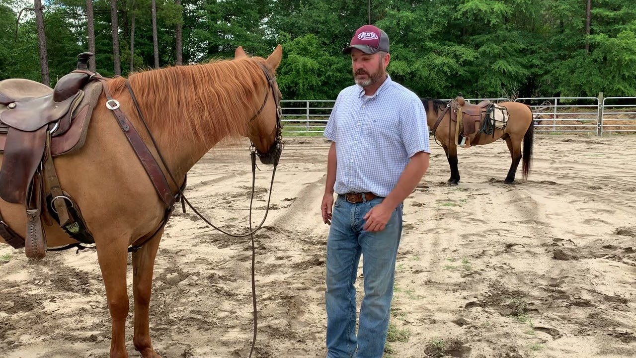 Justin Dunn Bitless Bridle Pros and Cons