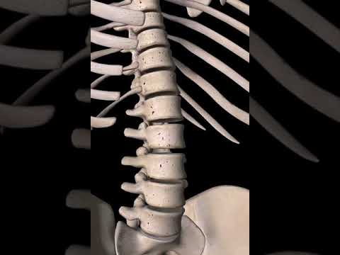 Spine anatomy lumbar / vertebral column