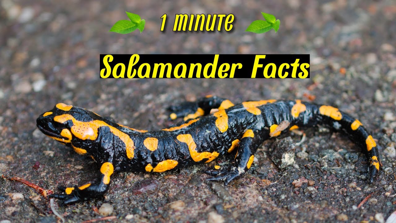 Salamander Secrets: 1 Minute of Fascinating Facts! 🦎|Amphibians |Animals |Wildlife |Animal Facts