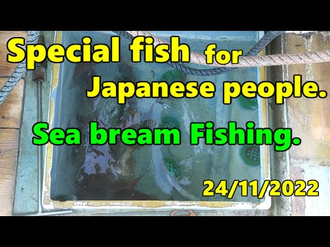 [Special fish  for Japanese people]24/11/2022[Sea bream Fishing.]