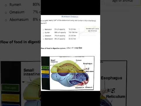 DIGESTIVE TRACT OF COW and BUFFALO #pashupalanaurilaaj #shorts #animal #short #vet #study #cow