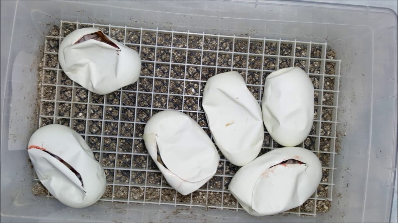 Ball python egg cutting video 2017 - clutch 5