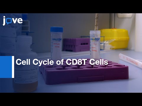 FC based Assay to Analyse Cell Cycle of Antigen Specific CD8T Cells | Protocol Preview