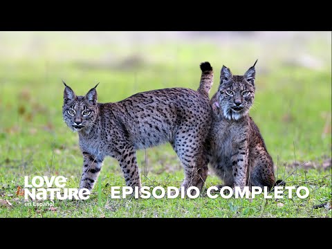 El Reino del LINCE IBÉRICO 🐈👂 Dehesa: el BOSQUE del Lince Ibérico Episodio 1