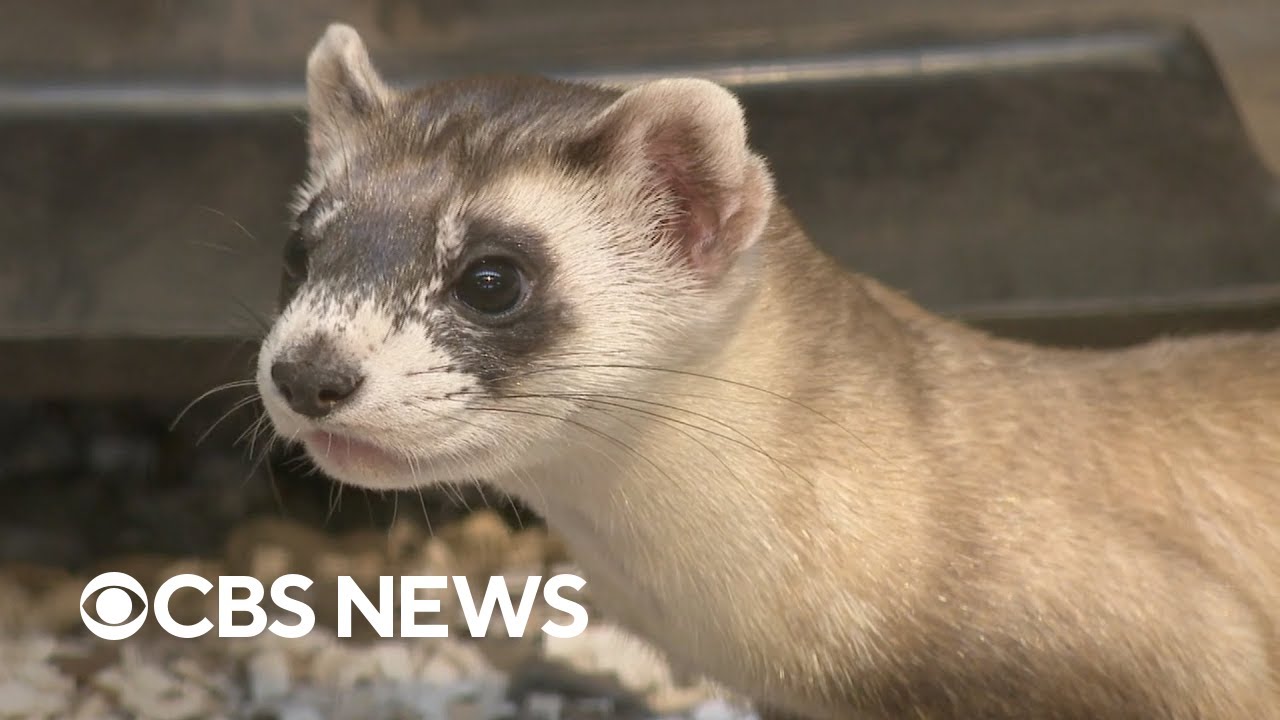 Behind the scenes at a sanctuary for endangered and threatened species