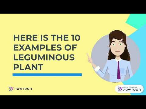 10 Example of Forage and Leguminous Plants