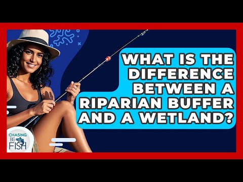 What Is The Difference Between A Riparian Buffer And A Wetland? - Chasing Big Fish