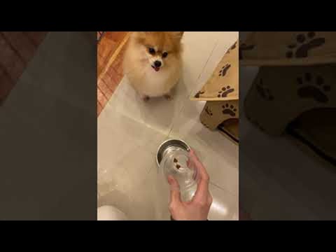 Pomeranian Doesn't Approve of Diet || ViralHog