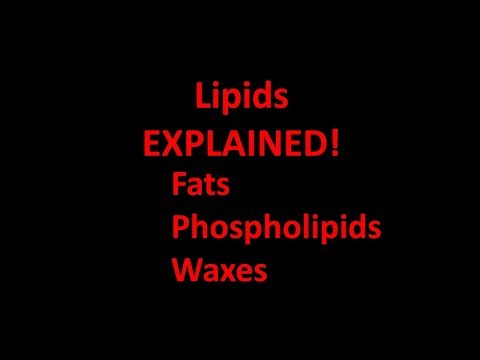 Lipids explained!