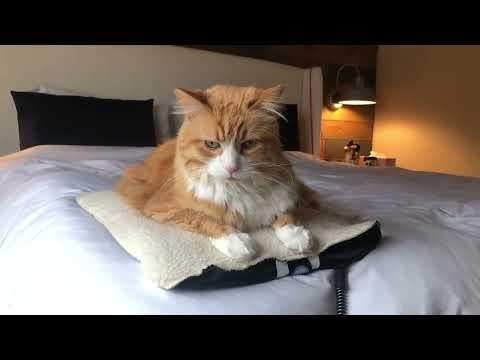 K&H Pet Products Lectro Soft Outdoor Heated Dog and Cat Bed Review
